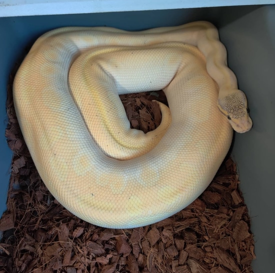 Elixir (Mystic Mocha) Ball Python by Rip City Reptiles