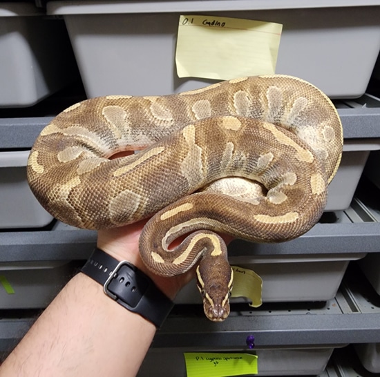 Black Head Enchi Fire Phantom Red Gene Ringer Gene Ball Python by Rip ...