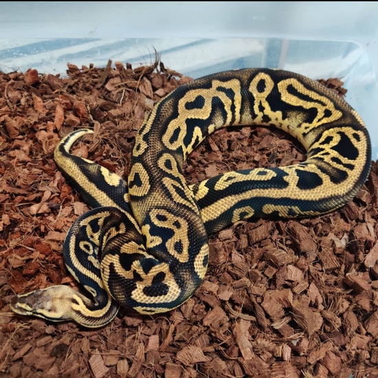 Pastel Leopard Yellowbelly Ball Python by Rip City Reptiles