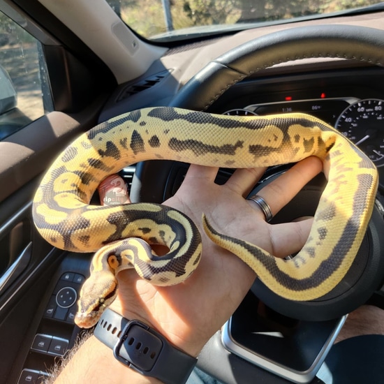 Pastel Super Orange Dream Leopard Hypo Ball Python by Rip City Reptiles