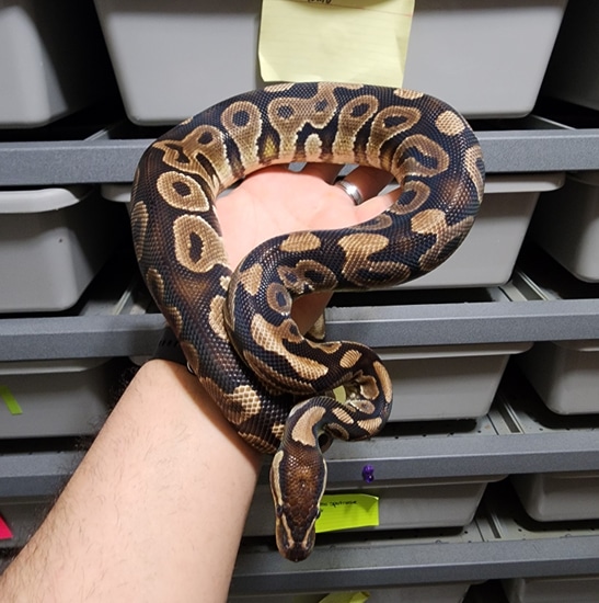 Hra Gravel Or Specter Ball Python by Rip City Reptiles