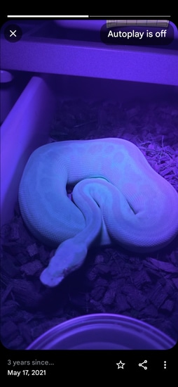 Lesser Mojave Spider Candino (Cherry Bomb) Ball Python by Rip City Reptiles