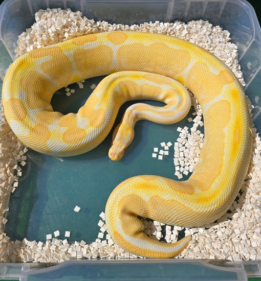 Albino Calico Ball Python by Rip City Reptiles