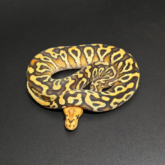 Cypress Spotnose Clown Ball Python by Rip City Reptiles
