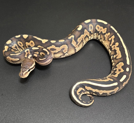 Black Pastel Hgw Yellowbelly Or Gravel Ball Python by Rip City Reptiles