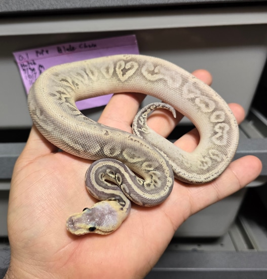 Silverstreak Cypress Hurricane Het Clown Ball Python by Rip City Reptiles