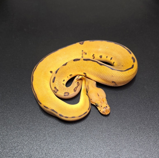 Leopard Fire Pinstripe Clown Het Hypo Pos Spotnose Ball Python by Rip ...