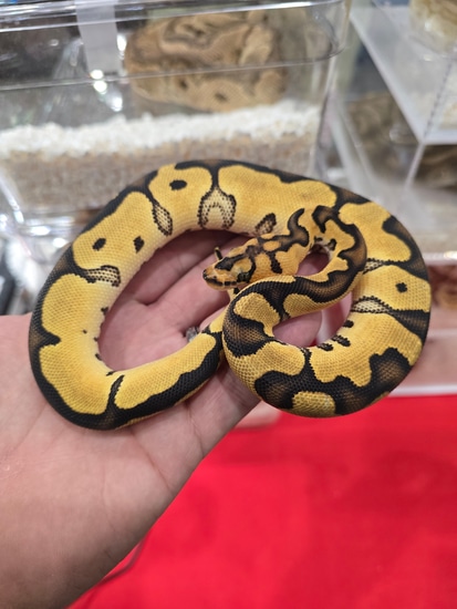 Orange Dream Lace Clown Ball Python by Rip City Reptiles