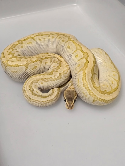 Crystal Pinstripe Het Hypo Ball Python by Rip City Reptiles
