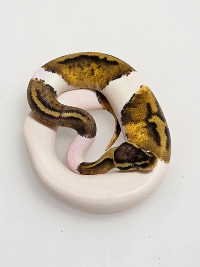 Pastel Pied Het Hypo Ball Python by Rip City Reptiles