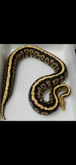 Cypress Spotnose Yb Ball Python by Rip City Reptiles