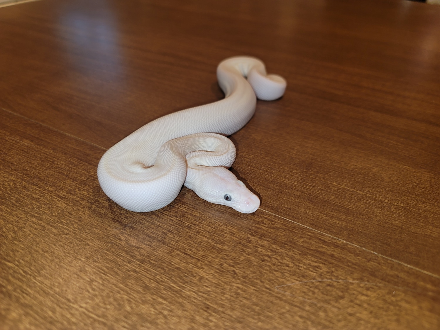 Blue Eye Leucistic Mojave Lesser Ball Python by Pow Reptiles - MorphMarket