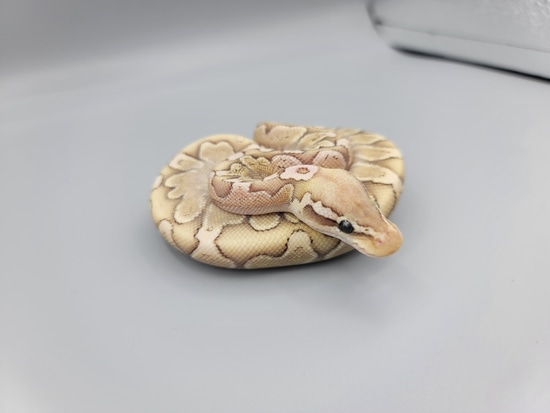 Pastel Bamboo Ball Python by Pow Reptiles