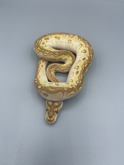 King Clown Ball Python by Pow Reptiles