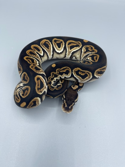 Black Pastel Double Het Hypo Clown Ball Python by Pow Reptiles