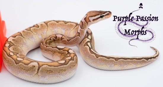 Citrus Pastel Bamboo Het Clown Ball Python by PurplePassion Morphs