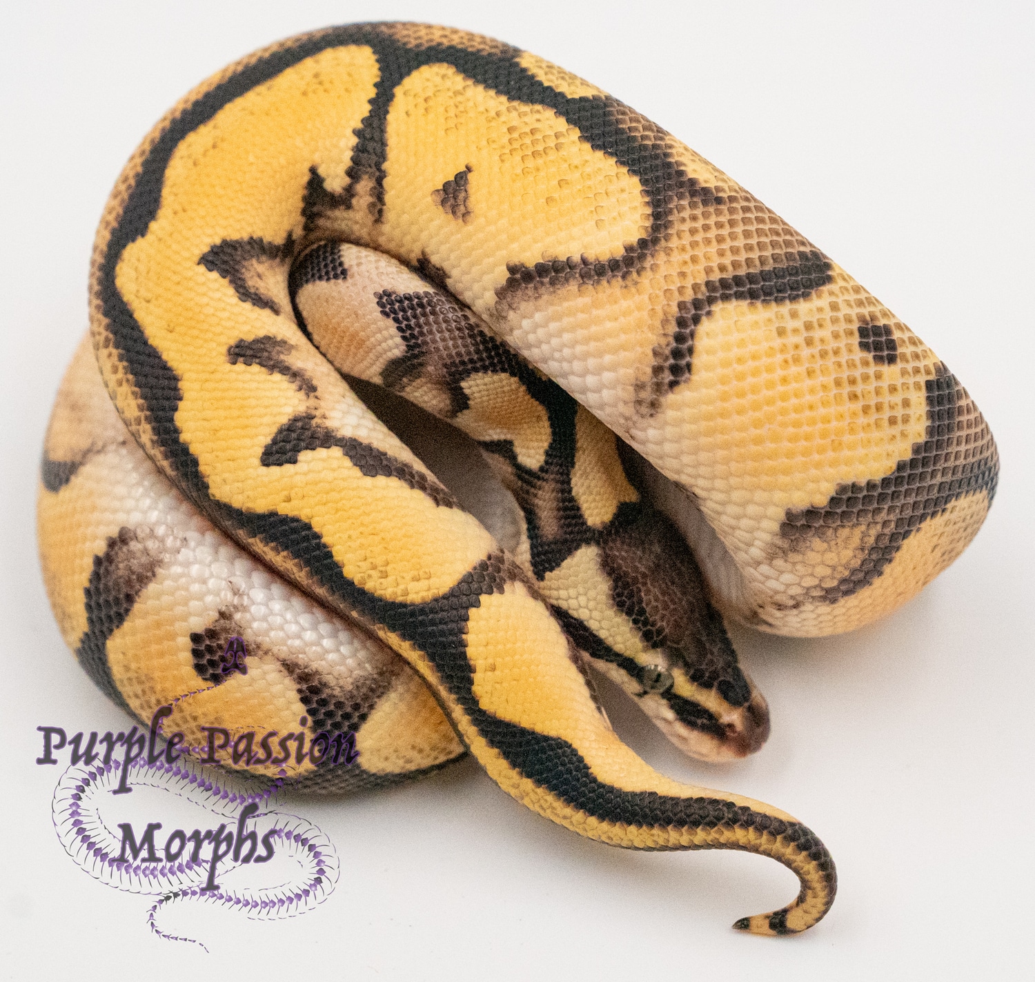 Hi Intensity Orange Dream Pastel Yellowbelly Ball Python by ...