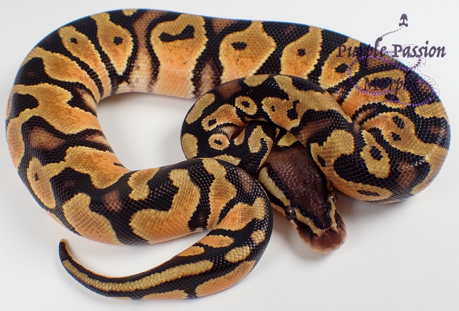 Orange Dream Pastel Ball Python by PurplePassion Morphs - MorphMarket