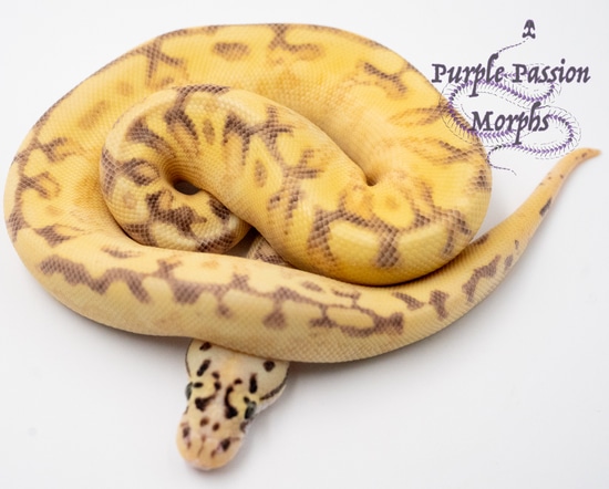 Enchi Fire Spider Freeway Ball Python by PurplePassion Morphs