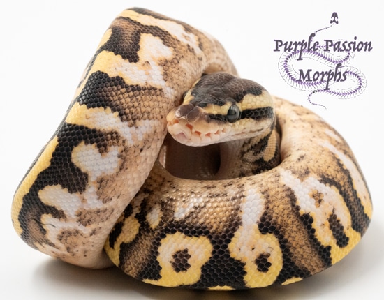 Enchi Calico Asphalt Possible Fire Ball Python by PurplePassion Morphs