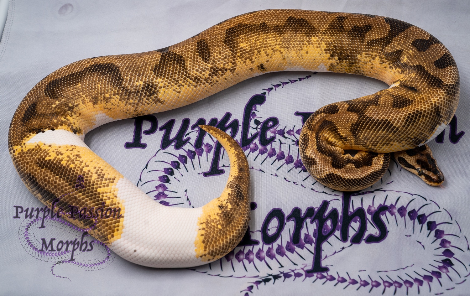 Leopard Enchi Pied Ball Python by PurplePassion Morphs - MorphMarket