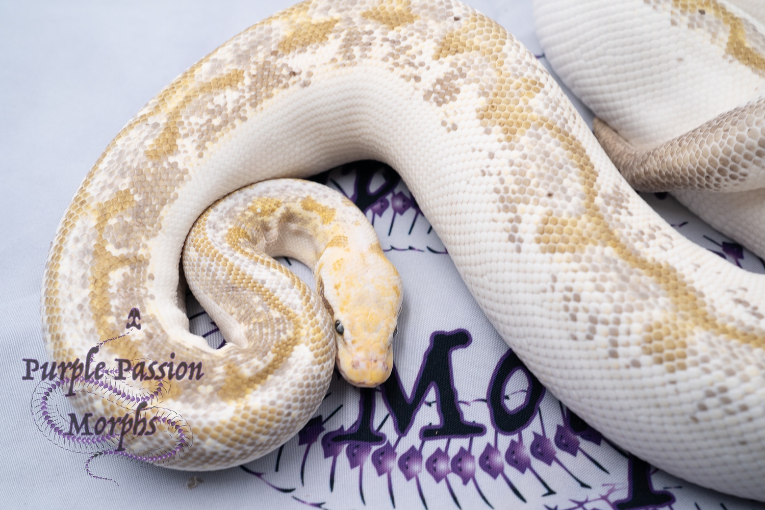 Bamboo Spider Calico Ball Python by PurplePassion Morphs - MorphMarket