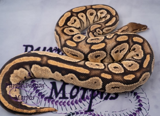 Orange Dream Bongo Ball Python by PurplePassion Morphs