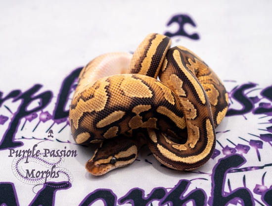 Black Pastel (Tom Barnhart) Orange Dream Parkway Ball Python by PurplePassion Morphs