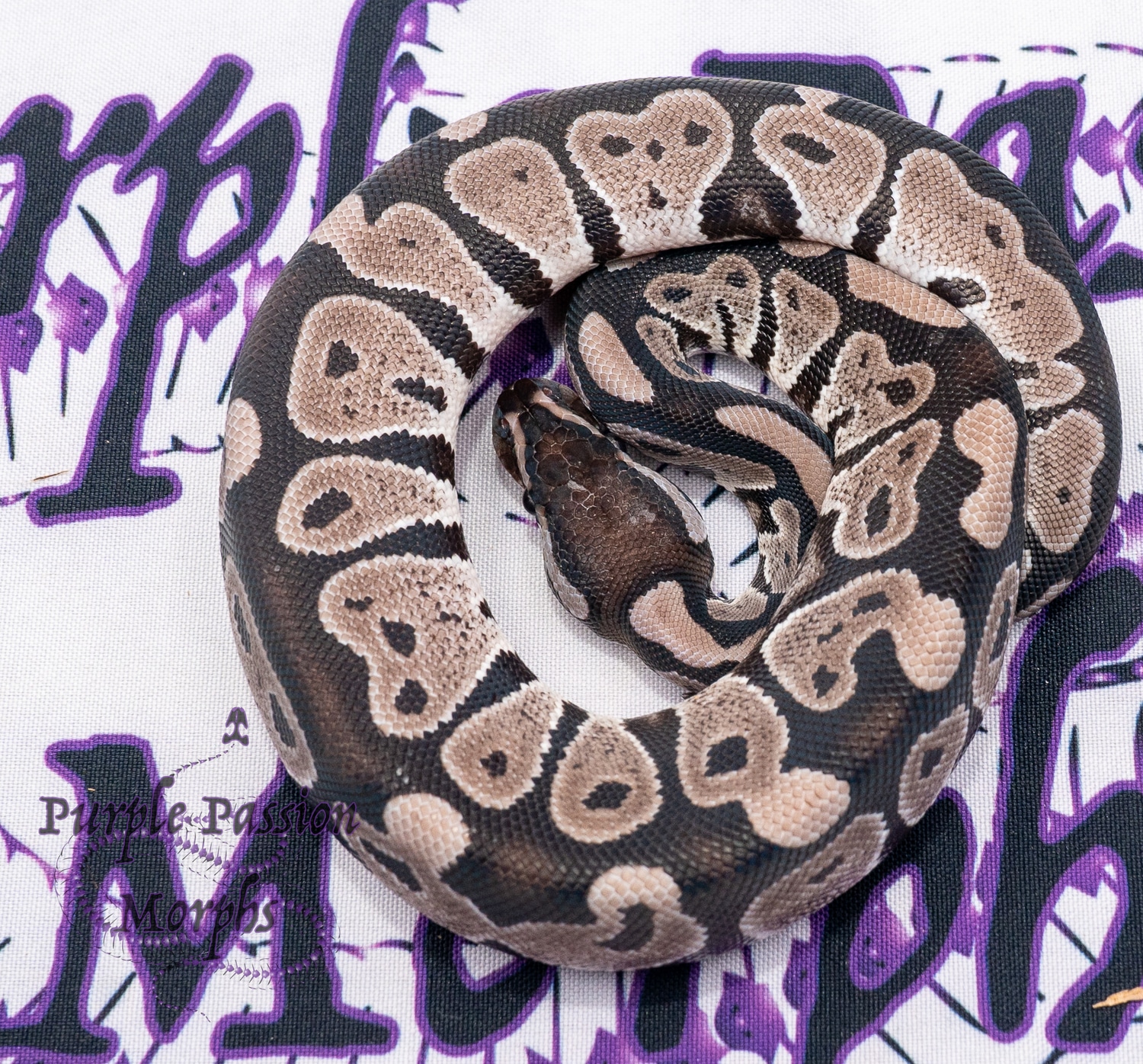 Axanthic Het Lavendar Albino Ball Python by PurplePassion Morphs ...