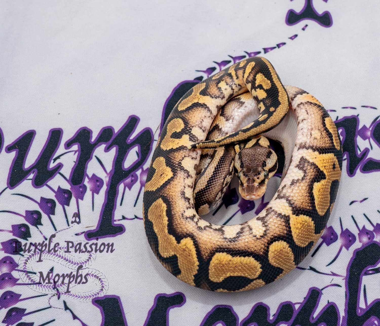 Cinder Pastel Yellowbelly Het Clown Ball Python by PurplePassion Morphs ...