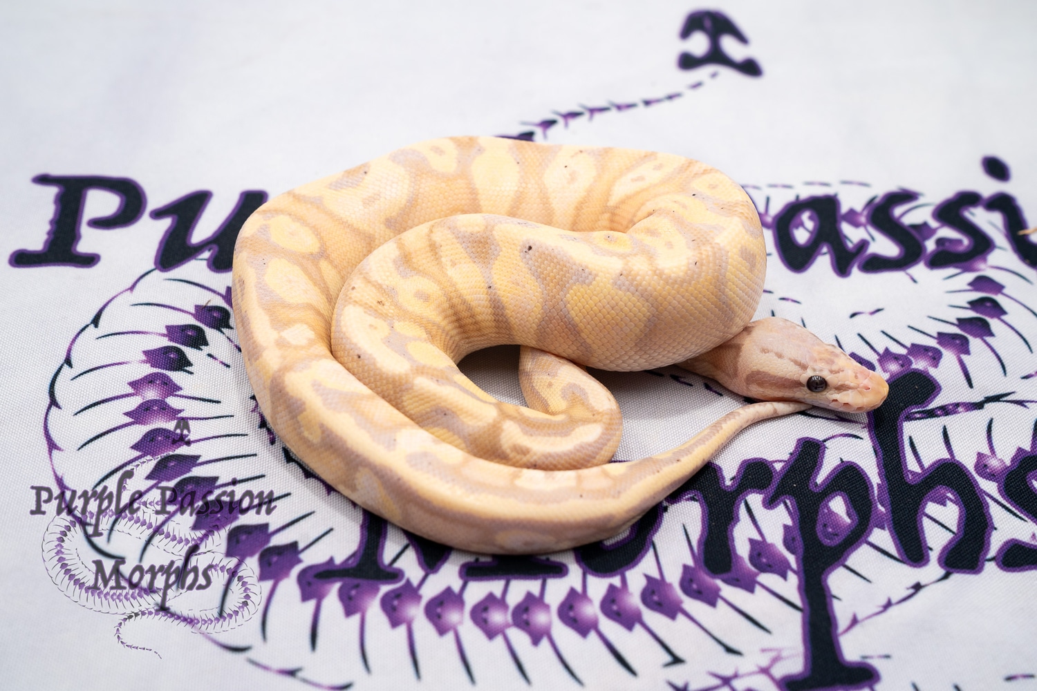 Banana Pastel Cinder Het Clown Ball Python by PurplePassion Morphs ...
