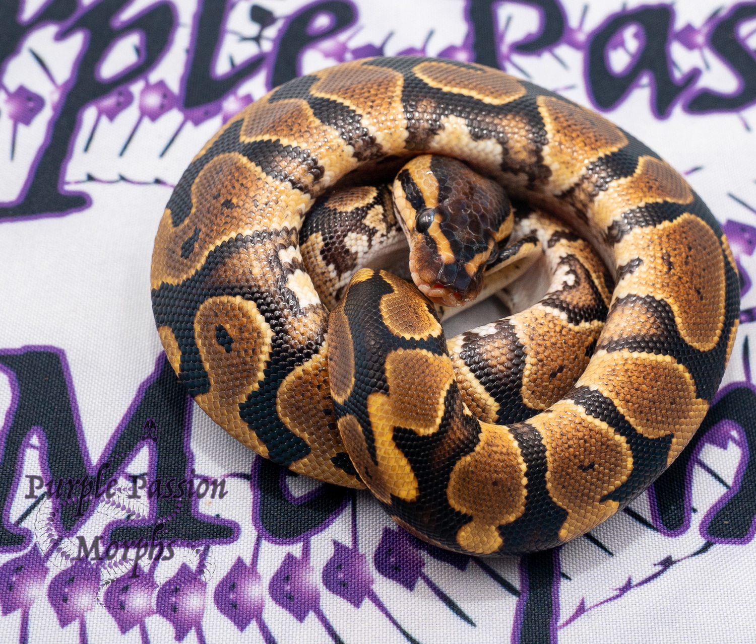 Blade Yellowbelly Het Clown Ball Python by PurplePassion Morphs ...