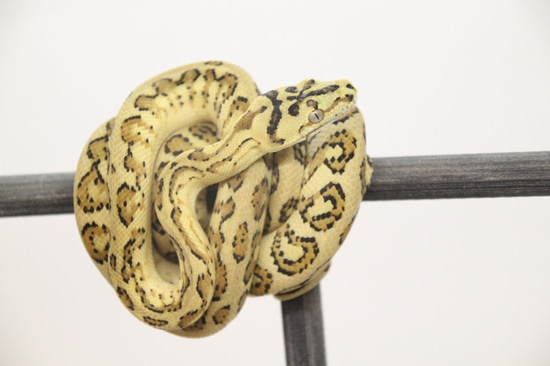 Caramel Jaguar German Bloodline Jungle Carpet Python by PR-Snakes