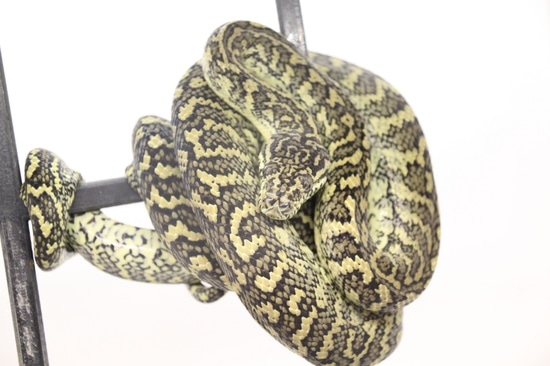 Caramel Zebra Jungle Carpet Python by PR-Snakes