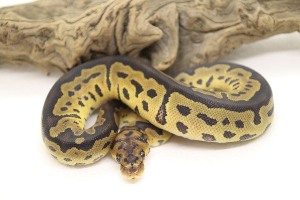 Clown Ball Python by PR-Snakes - MorphMarket