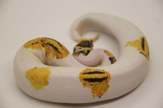 Pastel Yellow Belly Or Gravel Leopard Piebald Ball Python by PR-Snakes