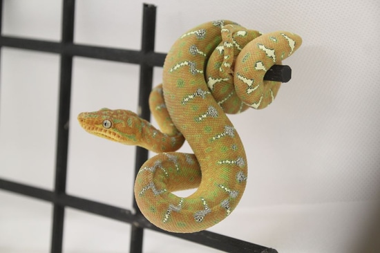 1.1 Corallus Caninus Guyana Own Bred 2022 Northern Emerald Tree Boa by ...