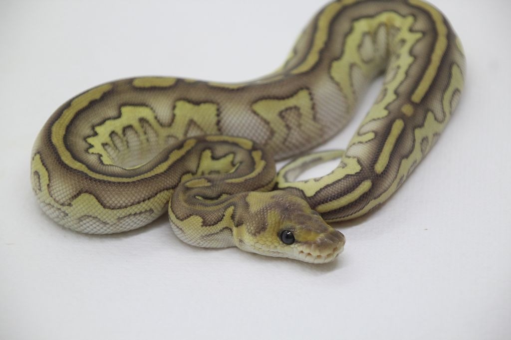 Chocolate Lesser Clown Ball Python by PR-Snakes - MorphMarket