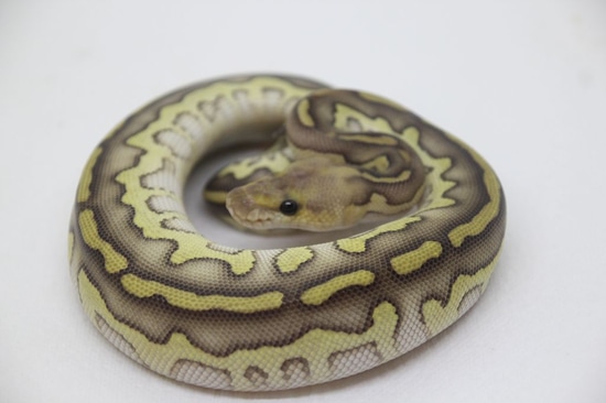 Chocolate Lesser Clown Ball Python by PR-Snakes