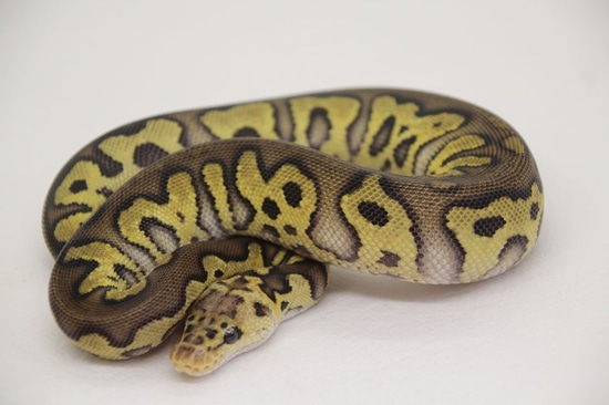 Chocolate Pastel Clown Ball Python by PR-Snakes