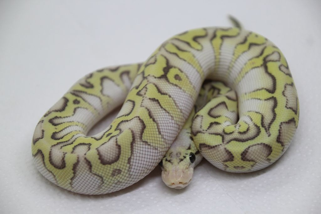 Crypton Superpastel Lesser Ball Python by PR-Snakes - MorphMarket