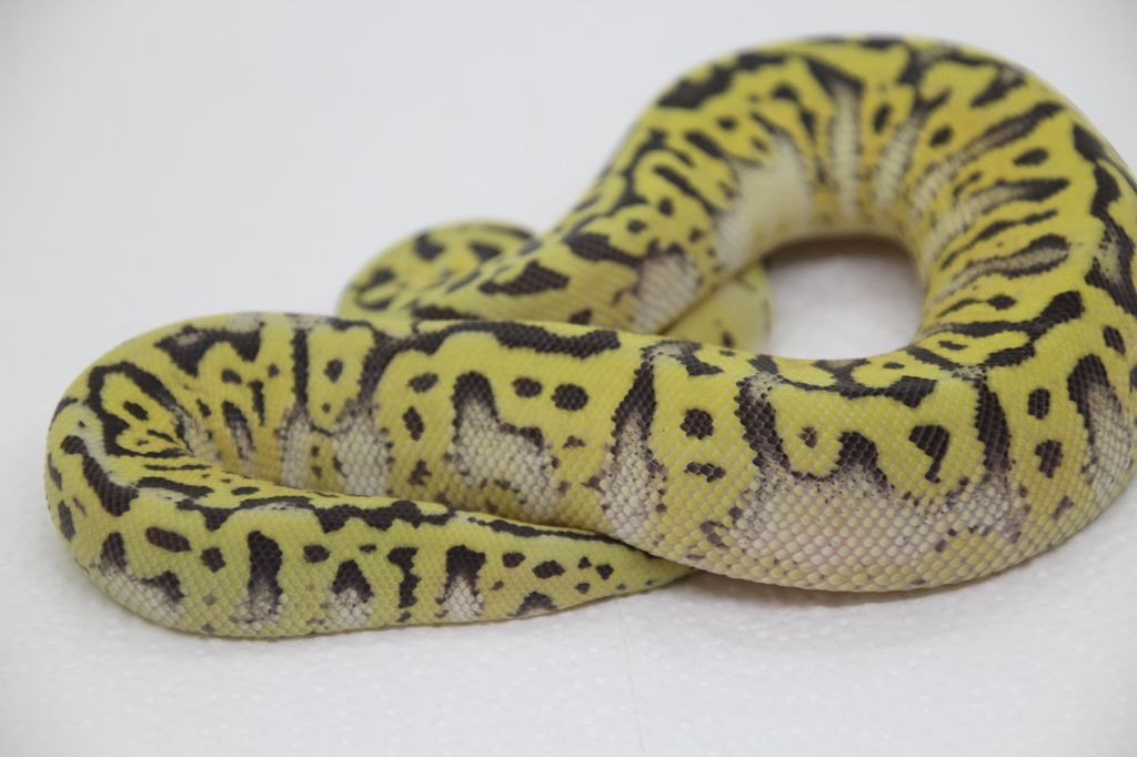 Crypton Superpastel Ball Python by PR-Snakes - MorphMarket