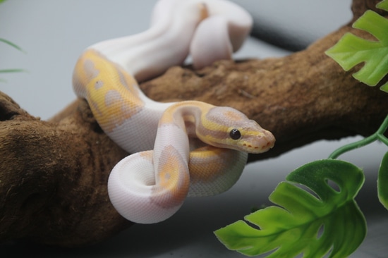 Banana Leopard Piebald Ball Python by PR-Snakes