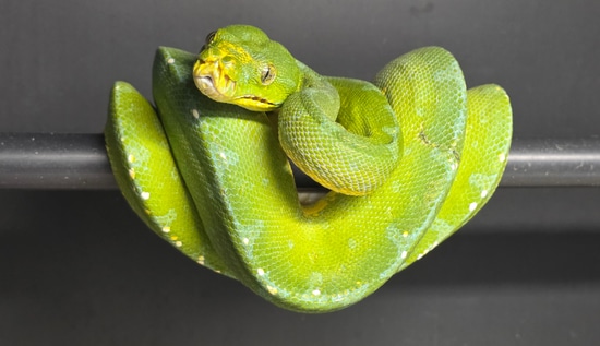 LTC Batanta GTP Green Tree Python by Prada Pradatorz