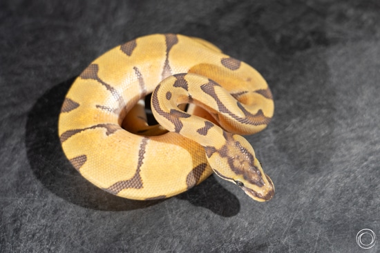 Fire Super Enchi Hypo Het Rainbow Ball Python by Prague Morphs