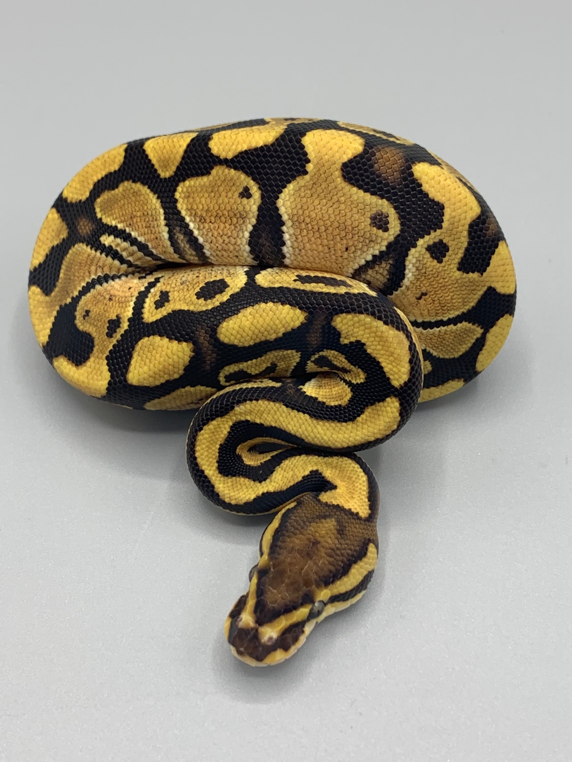 Fire Het Clown Ball Python by Prairie Ball Pythons - MorphMarket