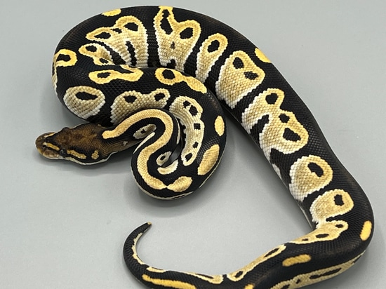 Black Head OD Desert Ghost Ball Python by Prairie Ball Pythons