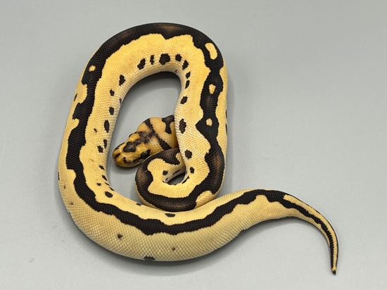 OD Leo Desert Ghost Clown Ball Python by Prairie Ball Pythons