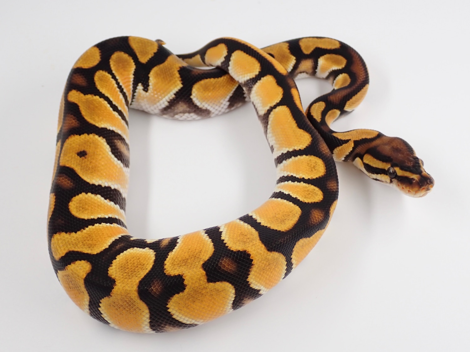 Super High Intensity-line Orange Dream (HI X2) Het Hypo Ball Python by ...