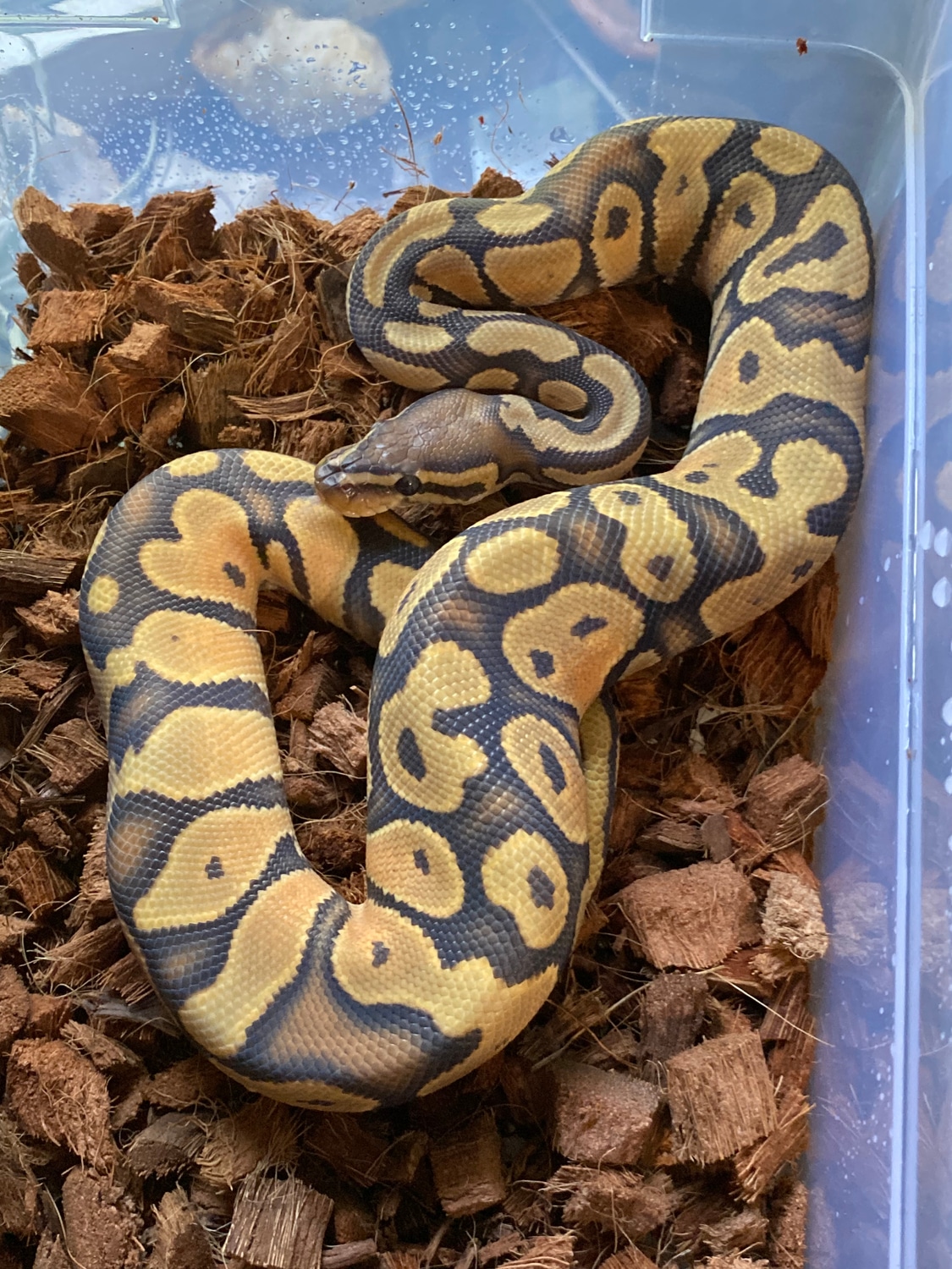 High Intensity Orange Dream (HI OD) Hypo Ball Python by Praise the Sun ...